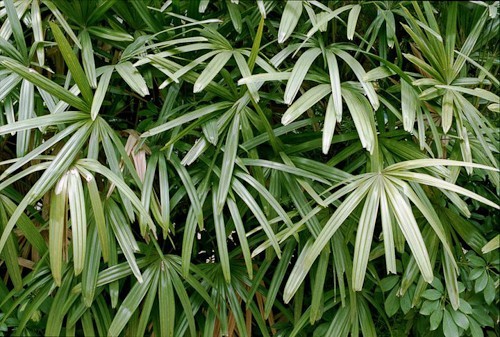 复古胶片知多少 菲林与数码成像的比较_手机新浪网