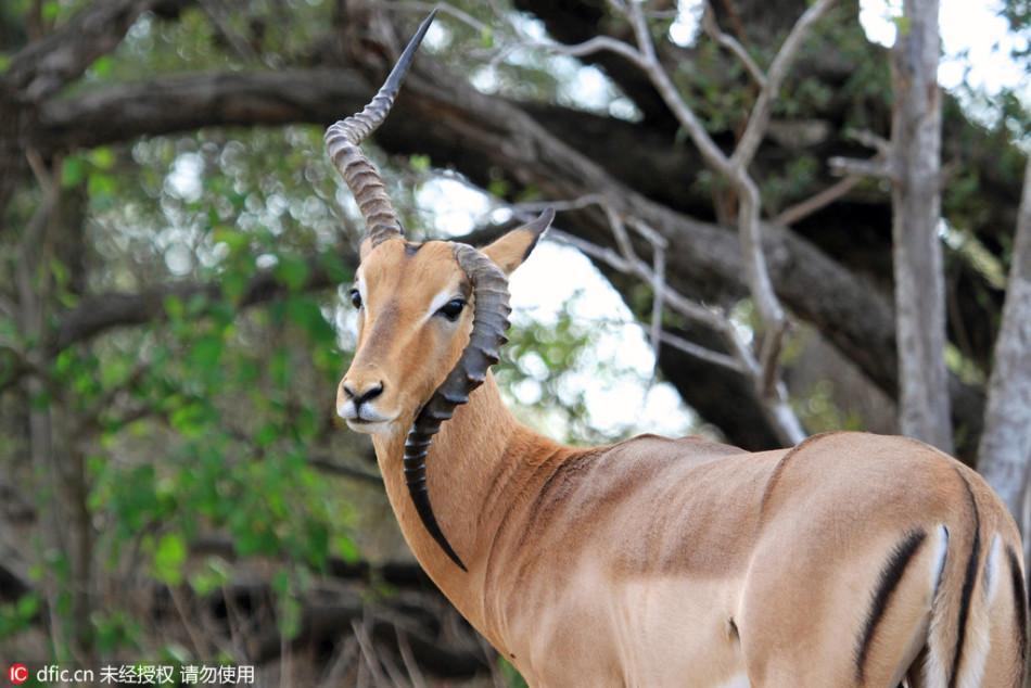 Mutasi Genetika dari Antelope di Afrika Selatan – Sains Galeri